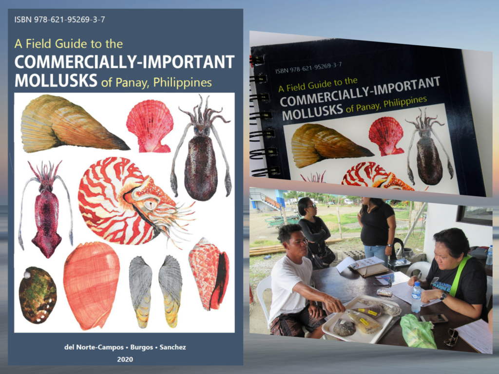 Delving into the Mollusks of Panay - Office of the Vice Chancellor for ...